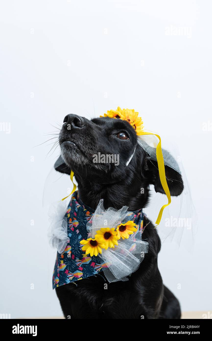 A black Labrador Retriever in festive bridal costume with white ...