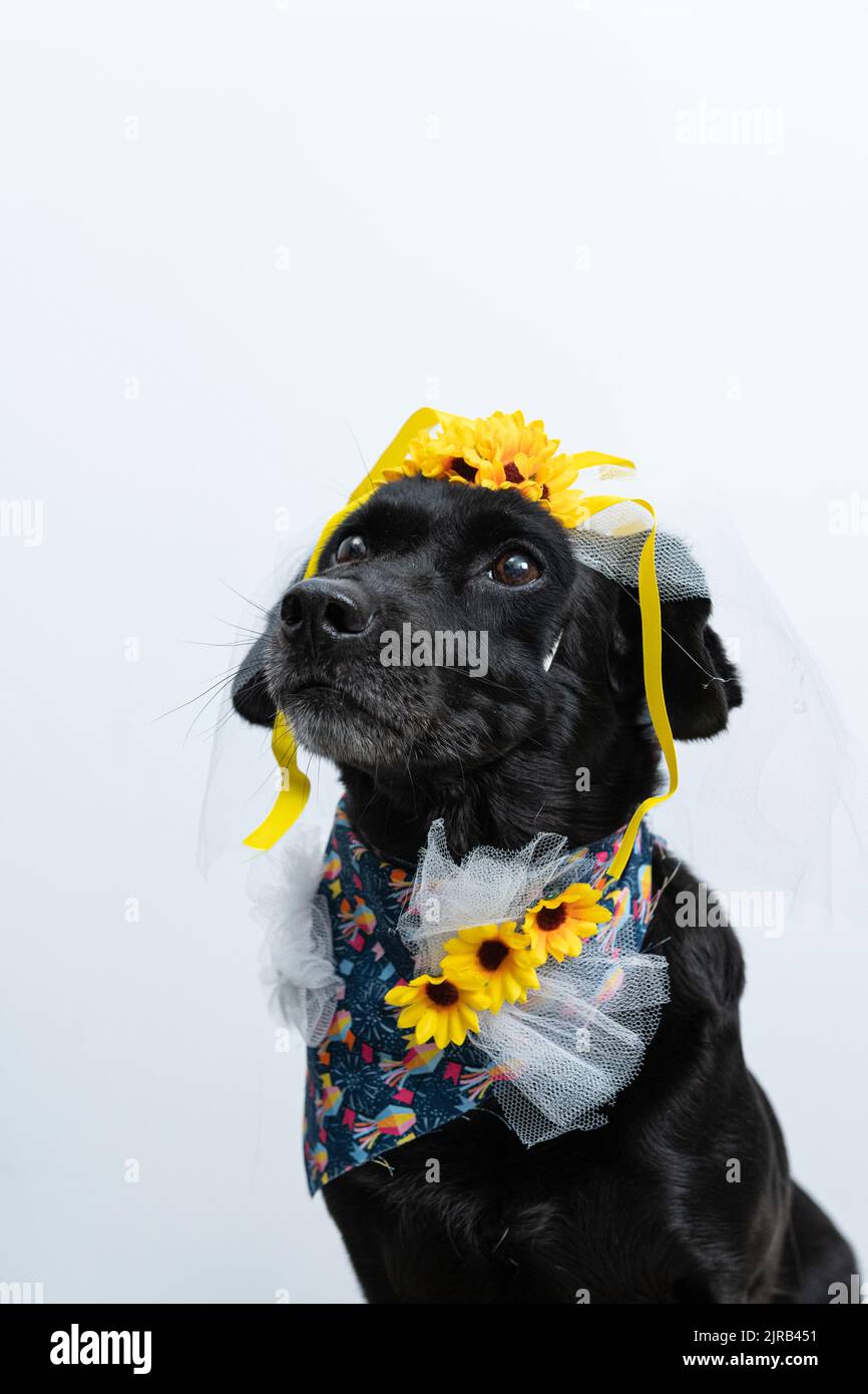 A black Labrador Retriever in festive yellow bridal costume with white ...