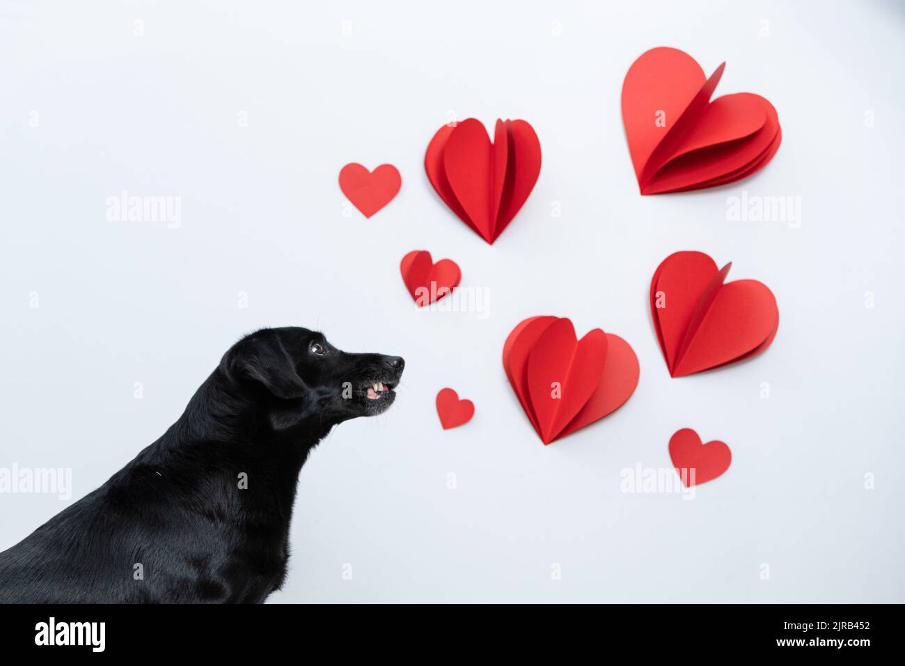 A black Labrador Retriever with white background decorated with paper ...