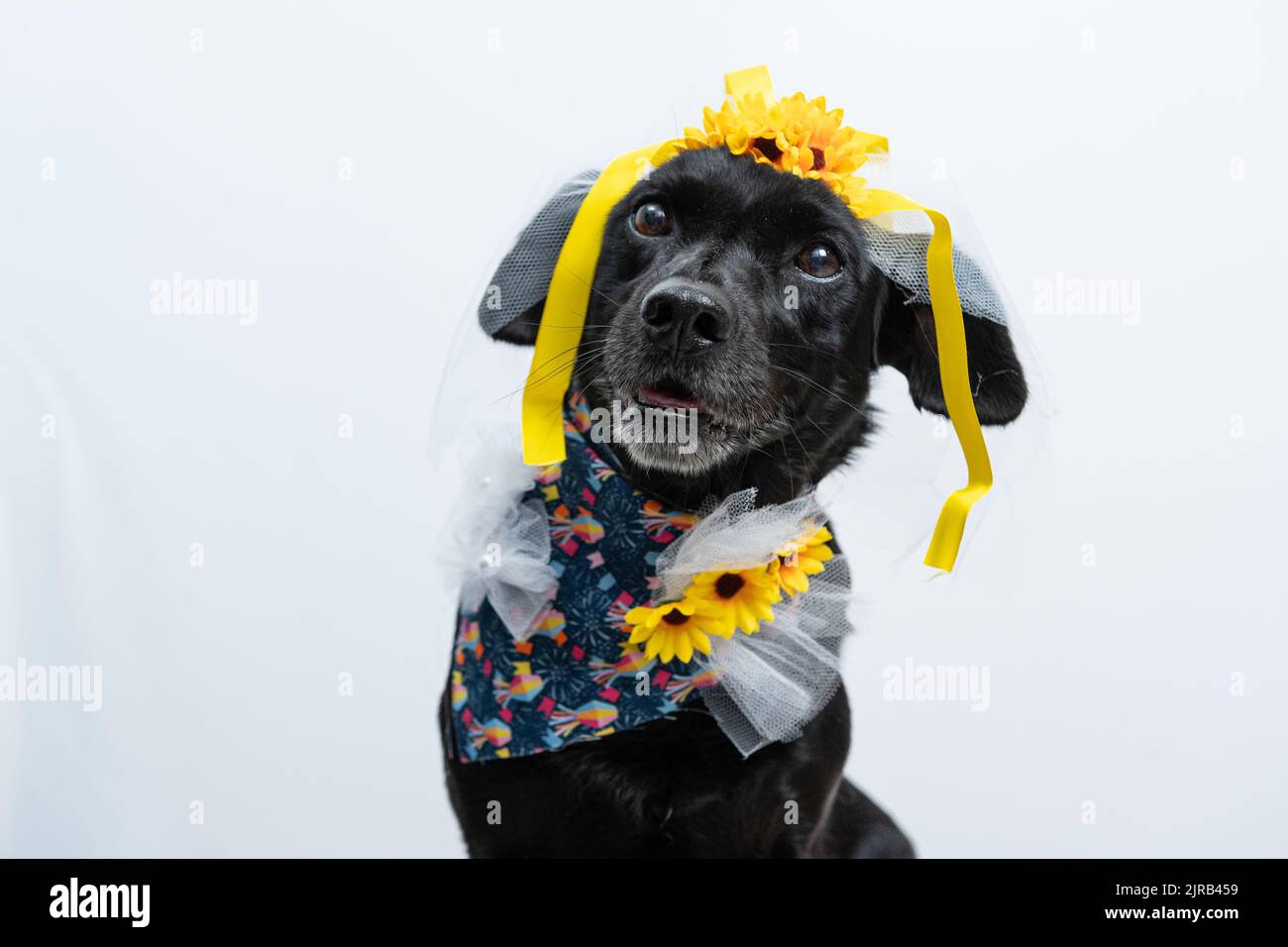 A black Labrador Retriever in festive white and yellow bridal costume ...