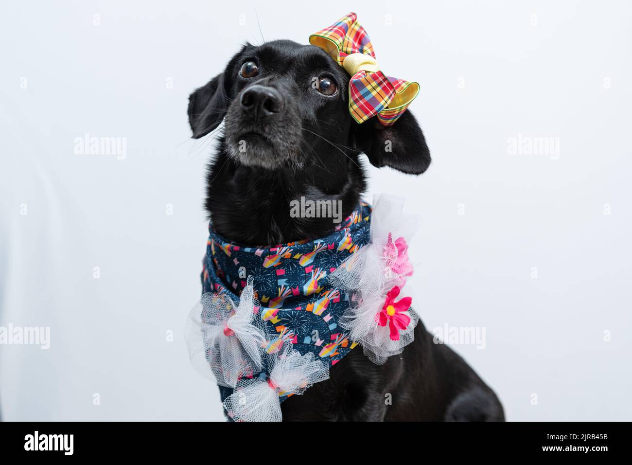 A black Labrador Retriever in festive bridal costume with white ...