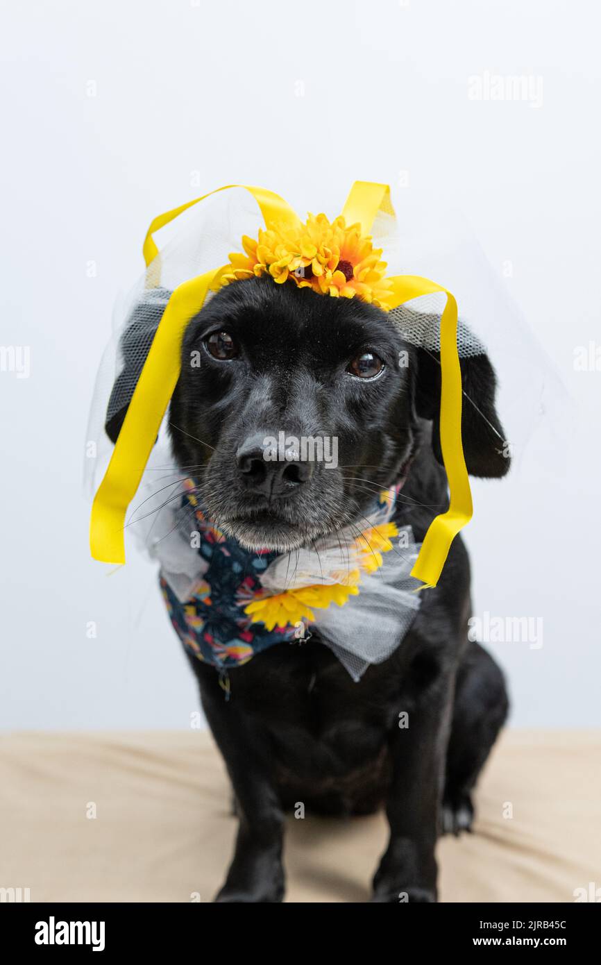 A black Labrador Retriever in festive white and yellow bridal costume ...