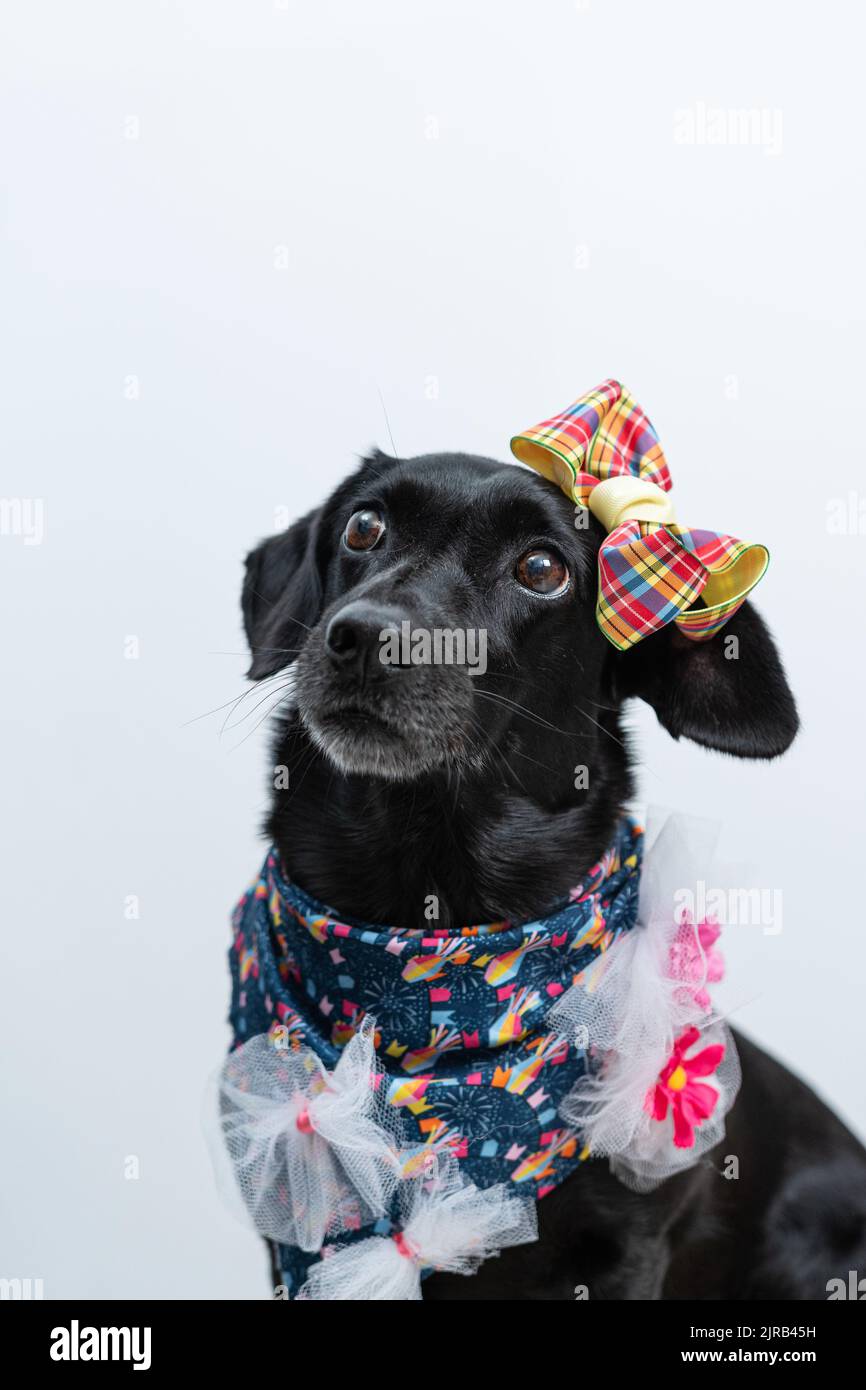A black Labrador Retriever in festive bridal costume with white ...