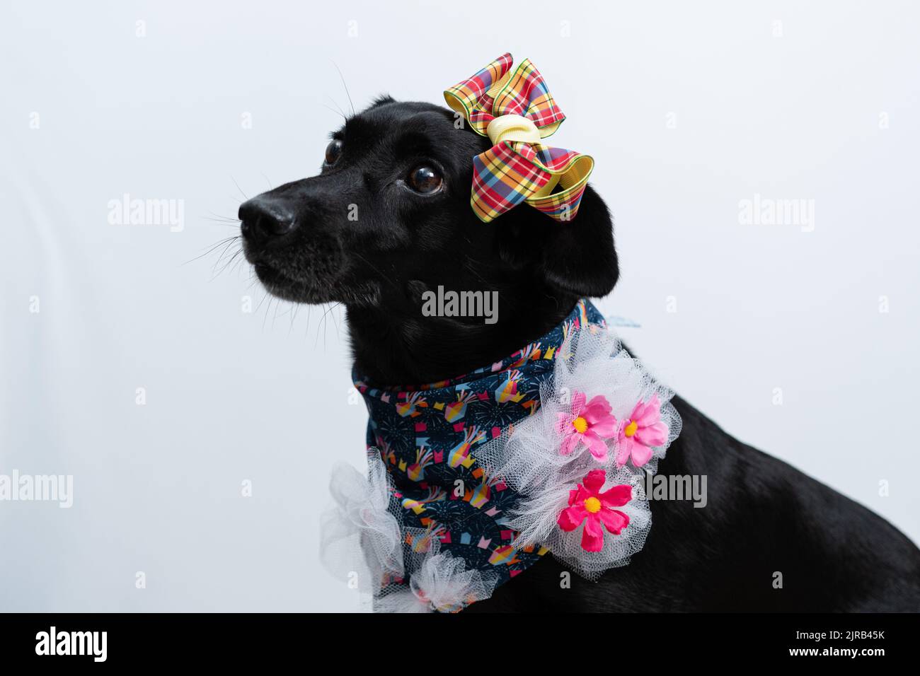 A black Labrador Retriever in festive bridal costume with white ...