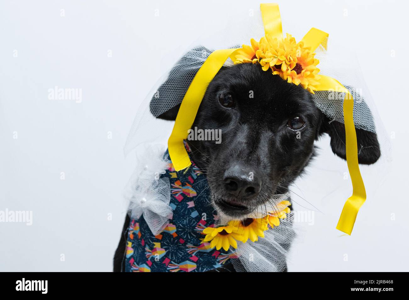 A black Labrador Retriever in festive bridal costume with white ...