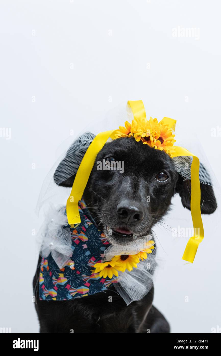 A black Labrador Retriever in festive bridal costume with white ...