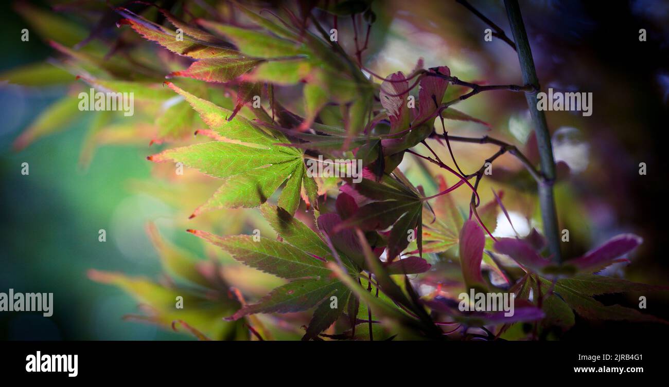 Botanical Cover - 'Shojo shidare , Weeping Red Laceleaf Japanese Maple ...