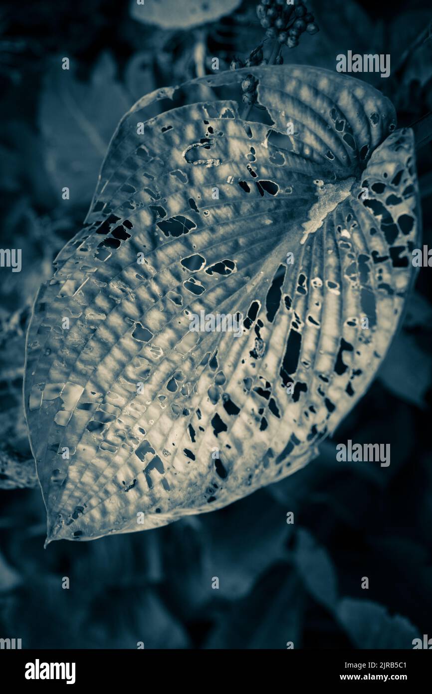 Botanical Art & Science Abstract - Skeleton-like holes through a plant ...