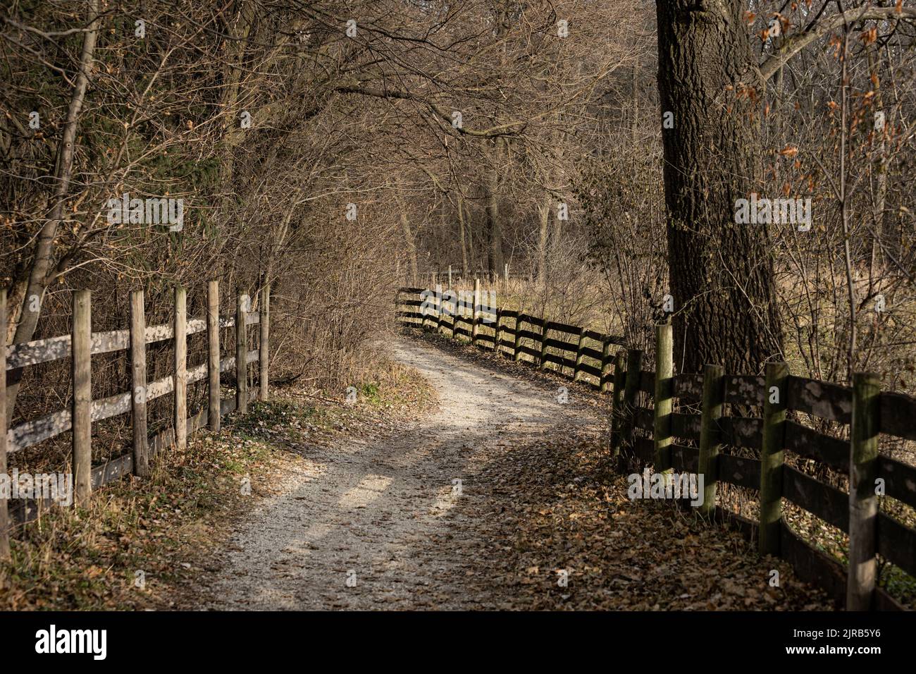 A rural landscape with a pathway through an autumn forest lined up with ...