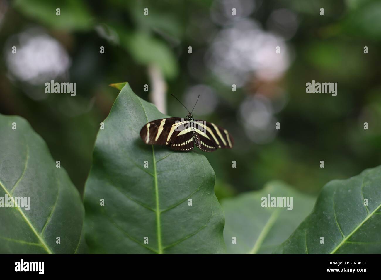 Zebra Longwing butterfly on a green leaf Stock Photo - Alamy