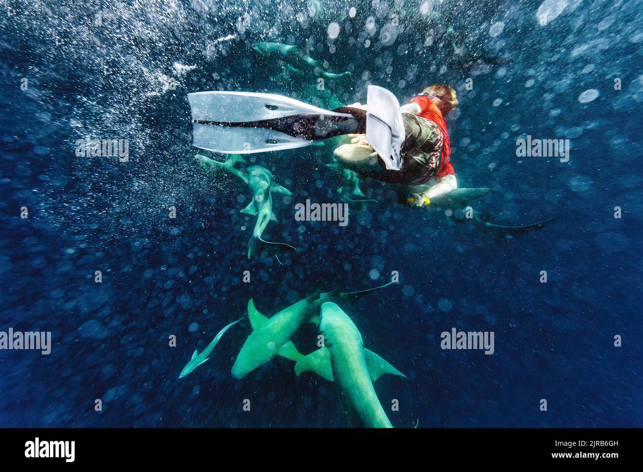 Man swimming with nurse shark in sea Stock Photo - Alamy