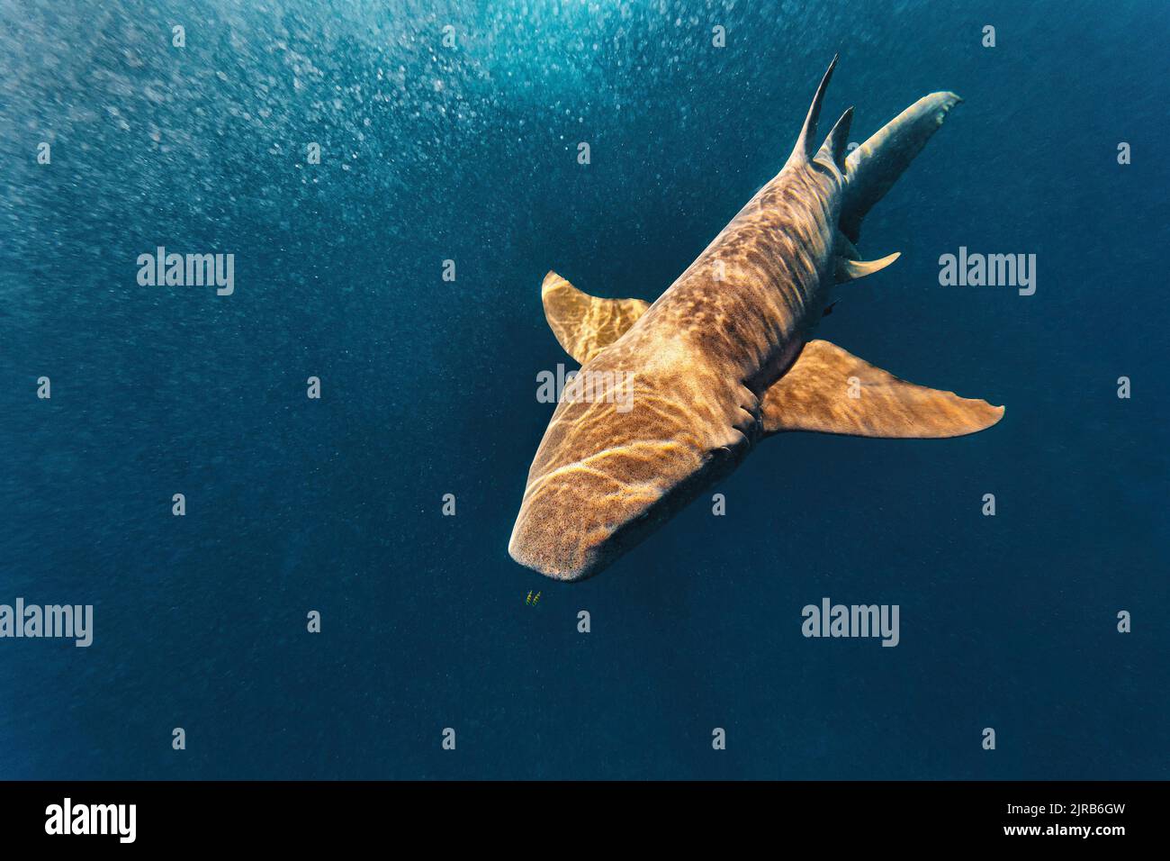 Nurse shark swimming in sea Stock Photo - Alamy