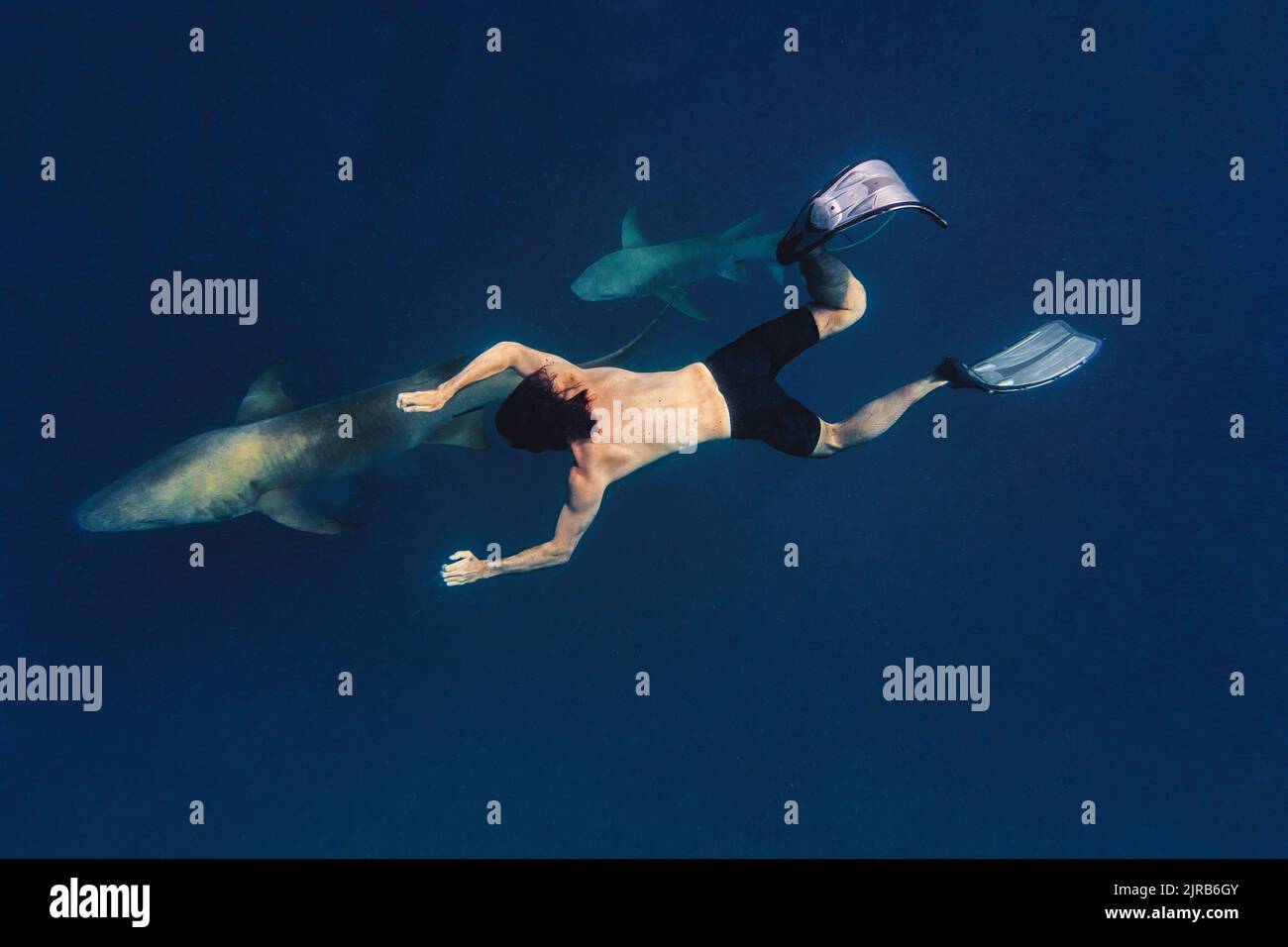 Man swimming with nurse sharks in sea Stock Photo - Alamy