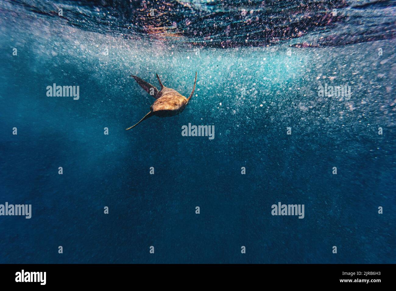 Nurse shark swimming hi-res stock photography and images - Alamy