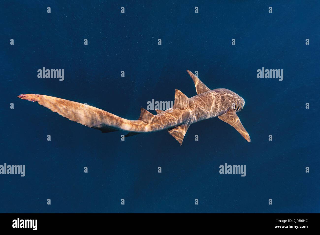 Nurse shark swimming in deep blue sea Stock Photo - Alamy