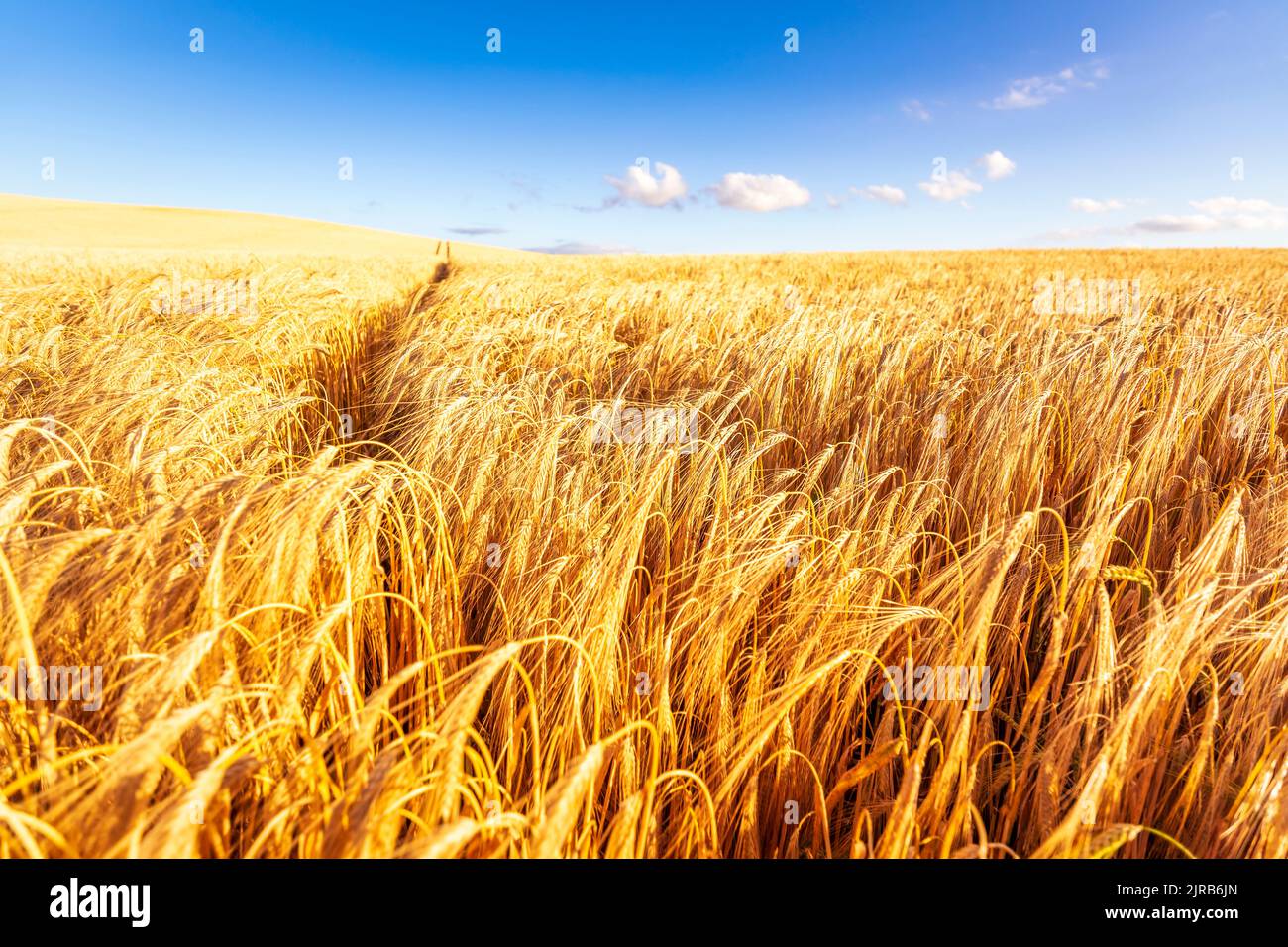 Barley ripeness hi-res stock photography and images - Alamy