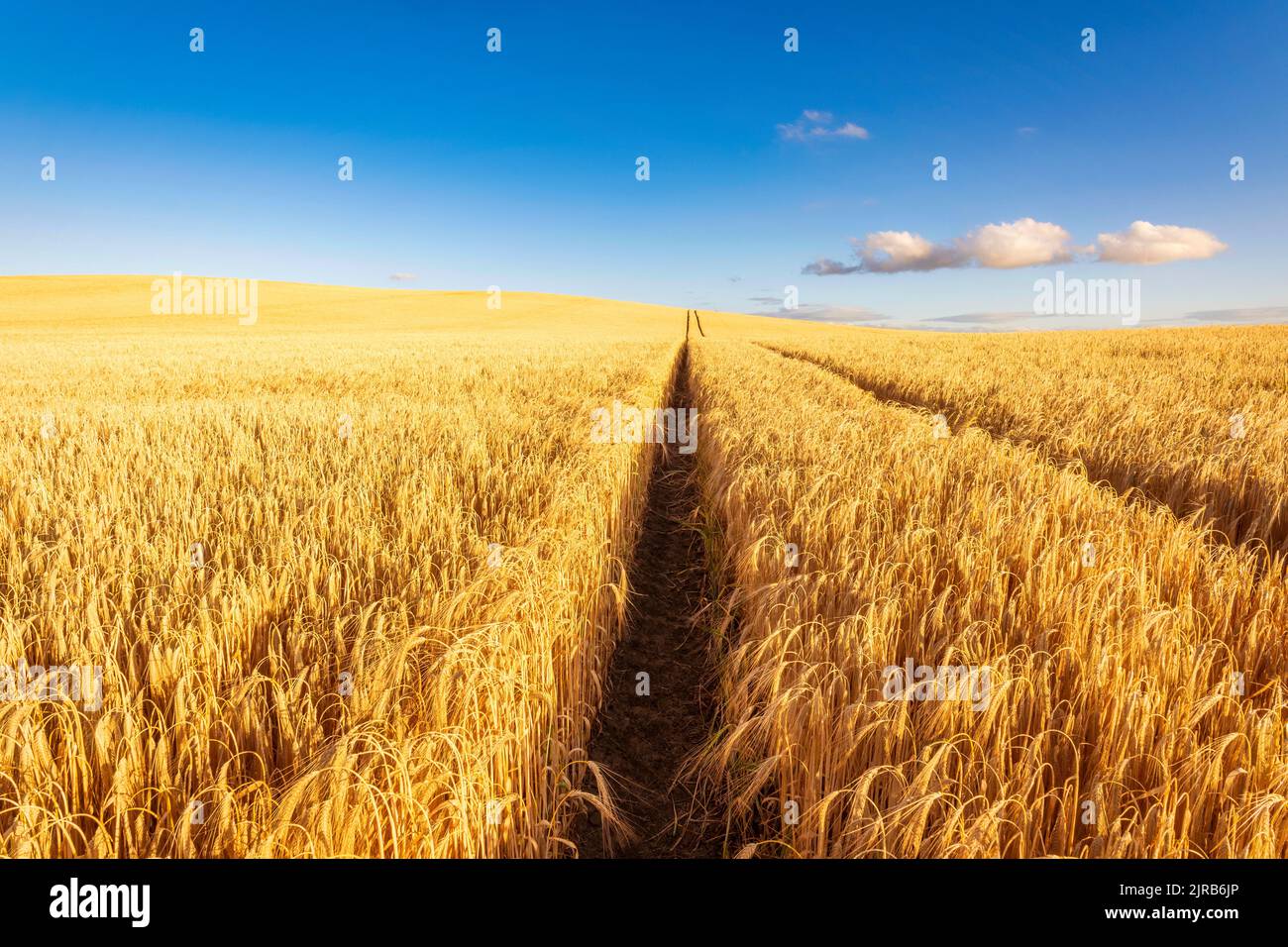 Cultivation across hi-res stock photography and images - Alamy
