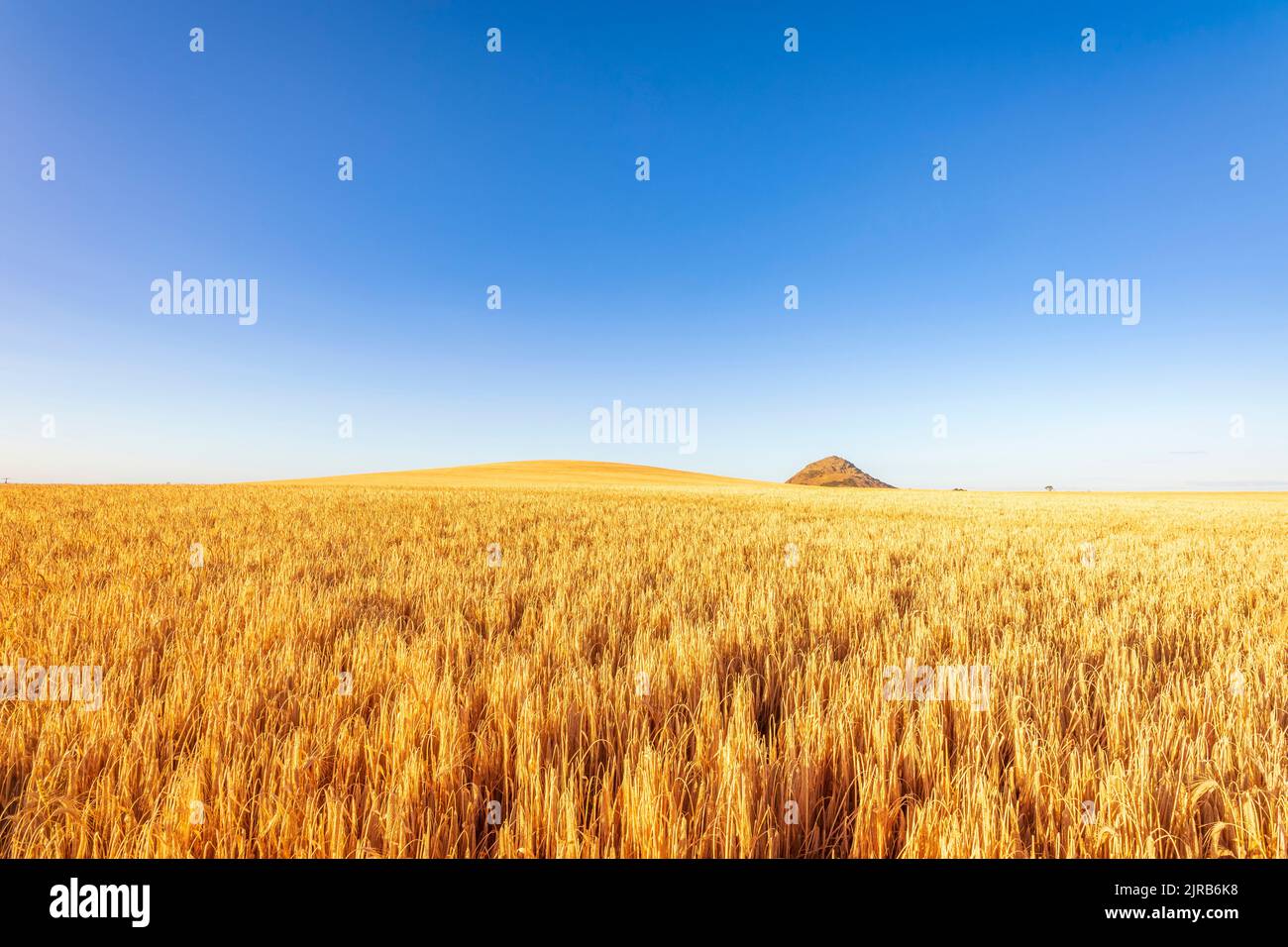 Vast field of grain hi-res stock photography and images - Alamy