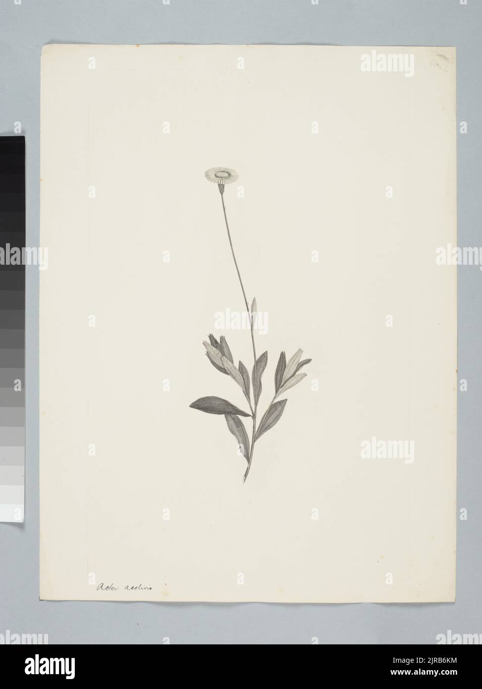 Oléaria arguta bentham oléaria arguta bentham hi-res stock photography ...