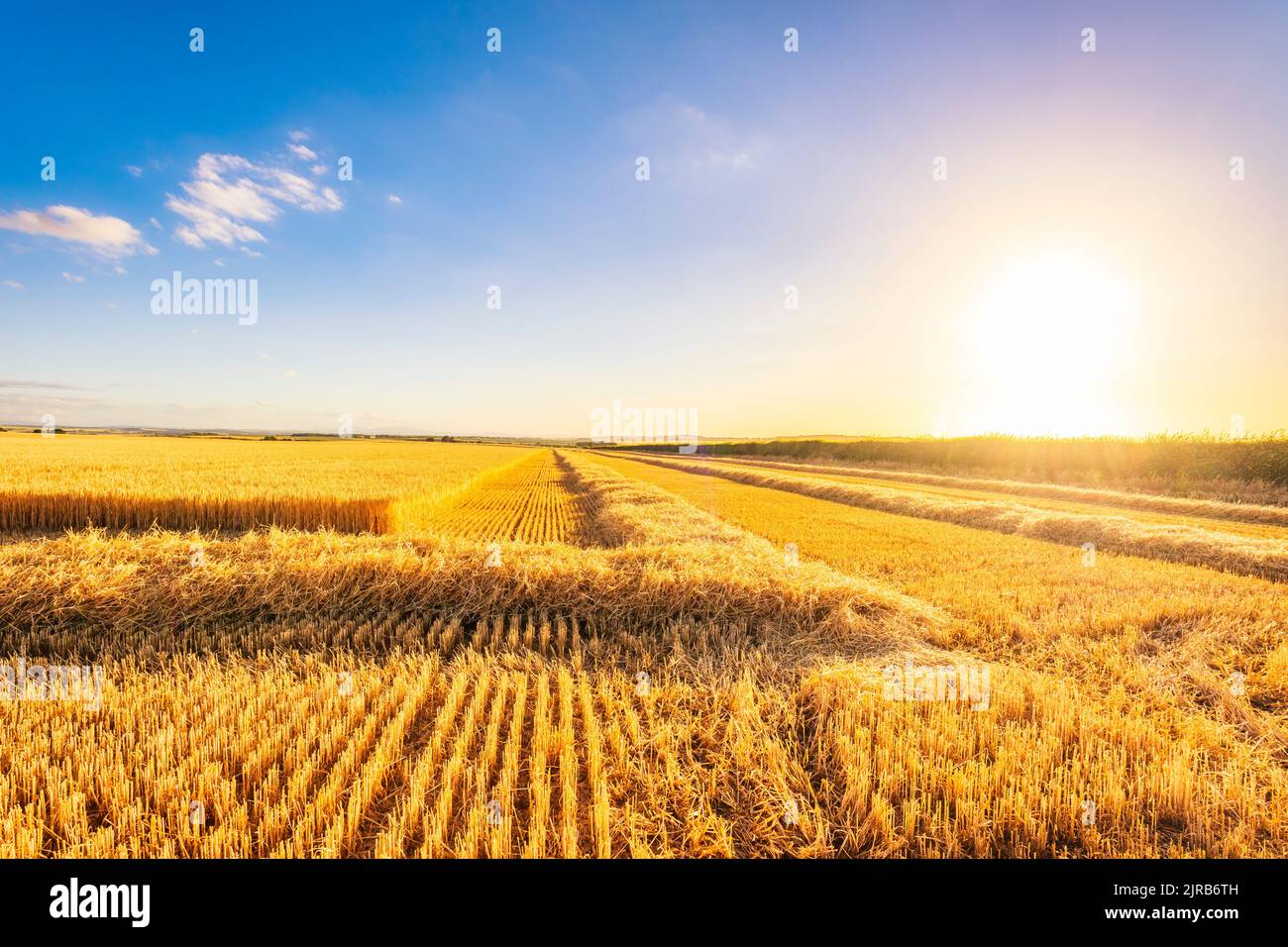 Vast barley field at summer sunset Stock Photo - Alamy