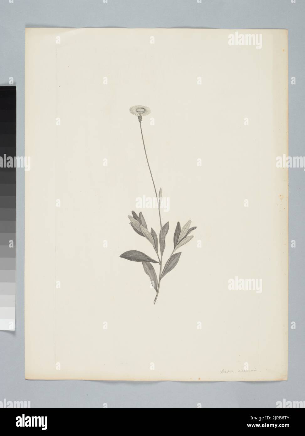 Olearia arguta bentham olearia arguta bentham hi-res stock photography ...