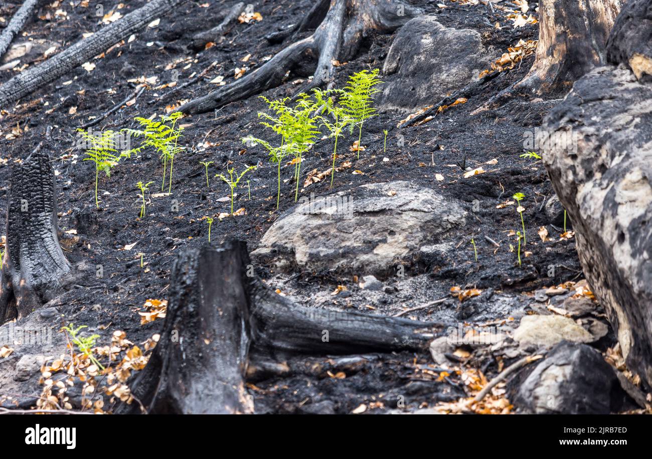 Hrensko, Czech Republic. 23rd Aug, 2022. The new fern is growing in the ...