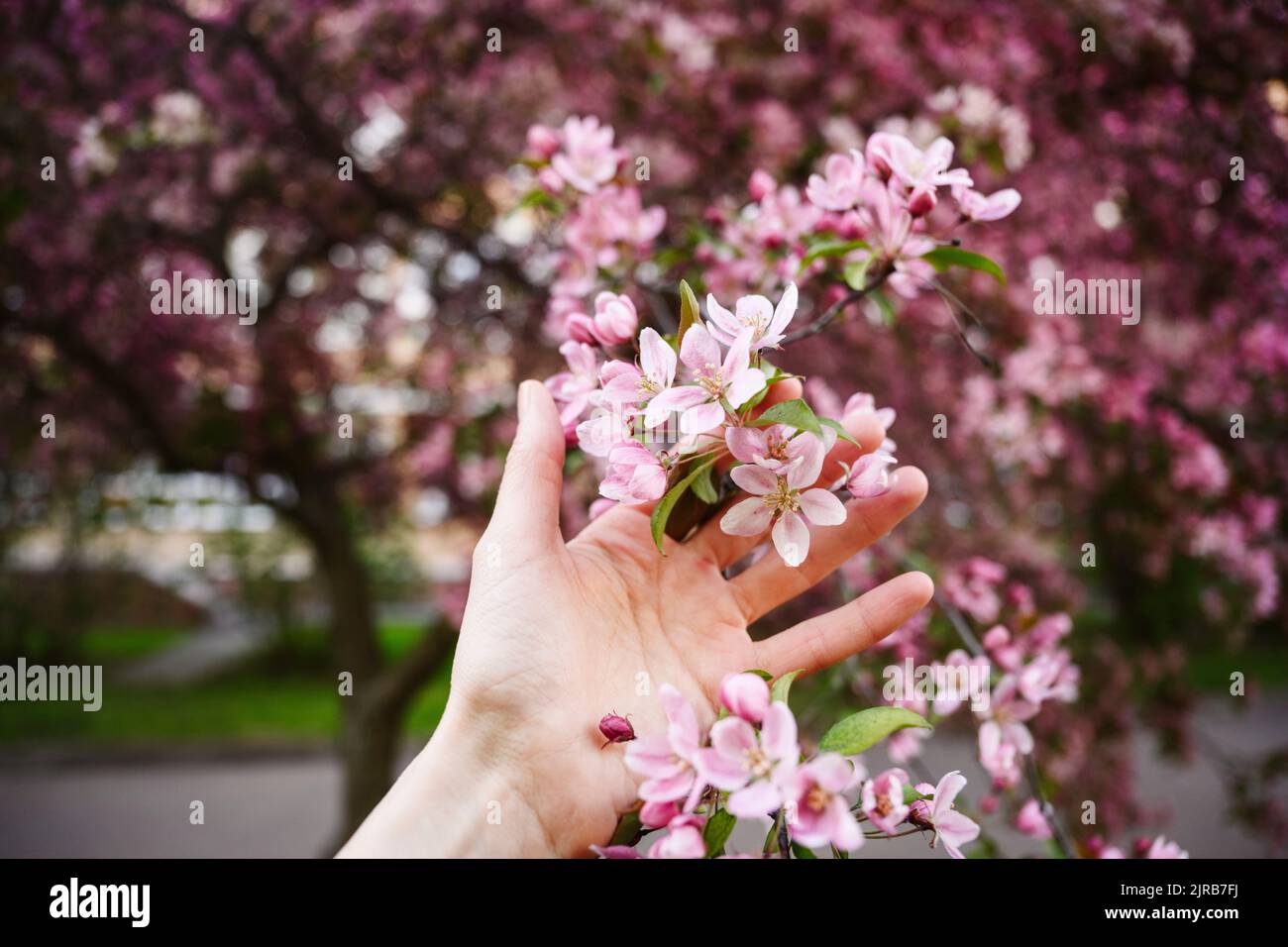 Apple on hand hi-res stock photography and images - Alamy