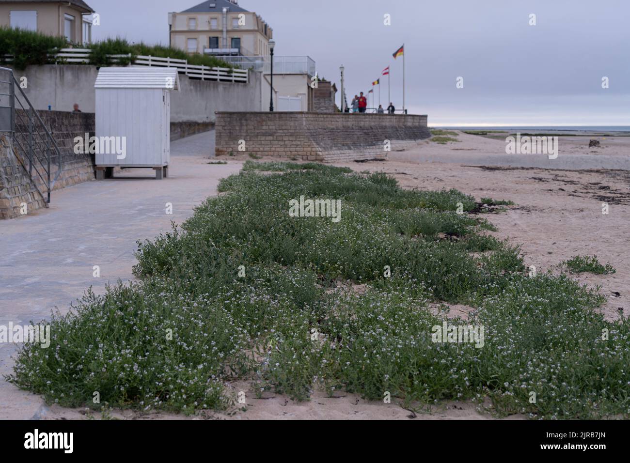 European searocket planted on the beach near a white beach wooden cabin ...