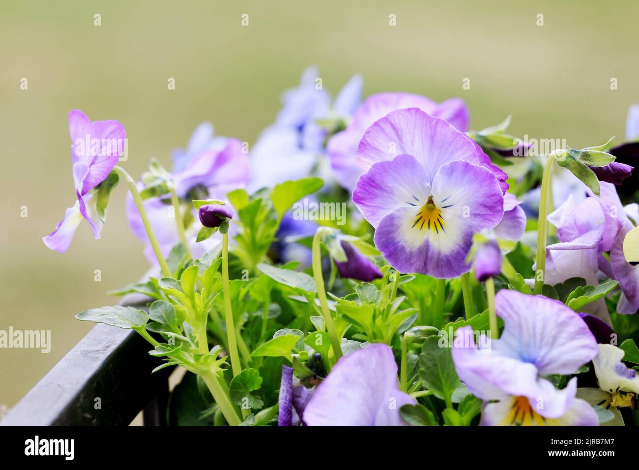 Beautiful pansy flowers in the garden. Spring time Stock Photo - Alamy