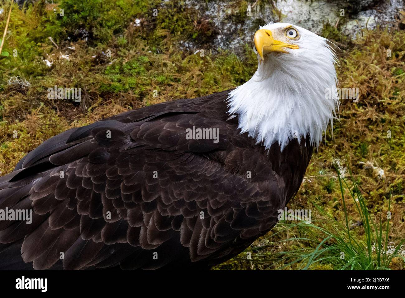 Alaska, Tongass National Forest, Anan Creek. Bald Eagle (WILD ...