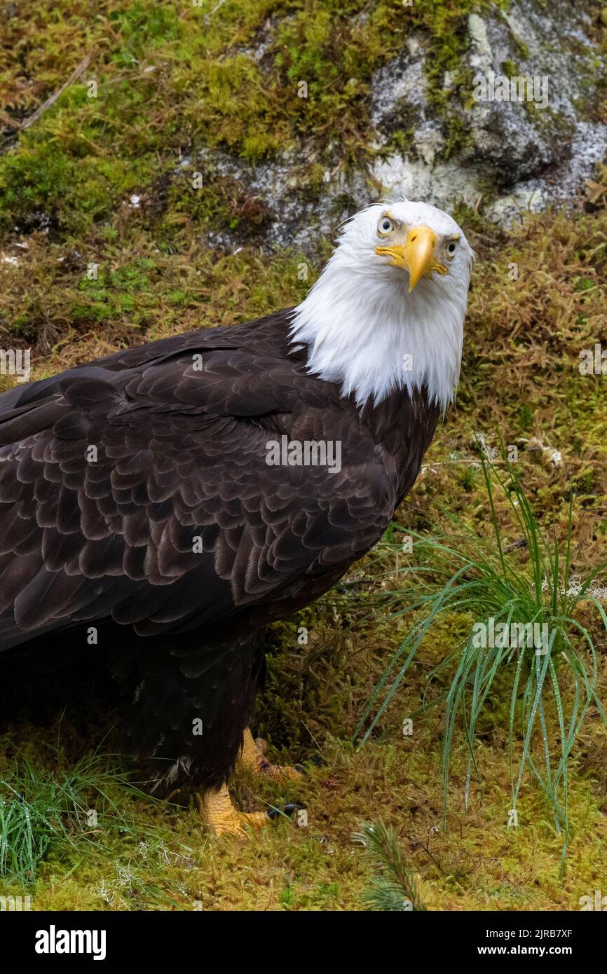 Alaska, Tongass National Forest, Anan Creek. Bald Eagle (WILD ...