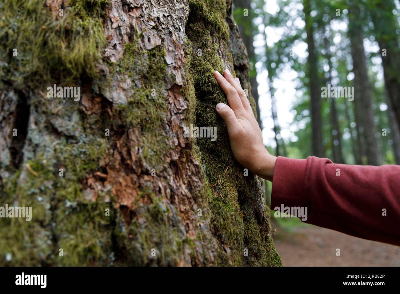 Hand touching tree in forest hi-res stock photography and images - Alamy