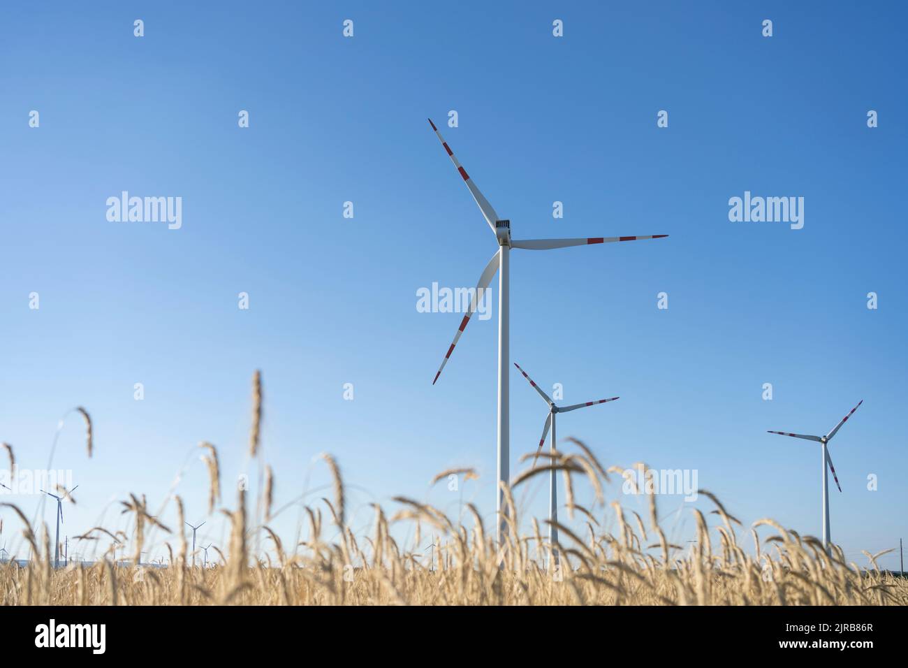 Wheat in the wind hi-res stock photography and images - Alamy