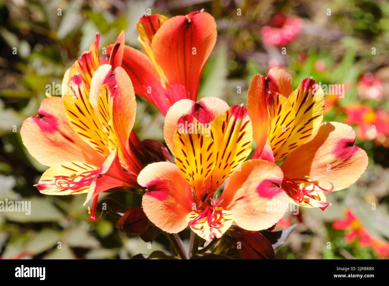 Peach colored lilies blooming in spring Stock Photo - Alamy