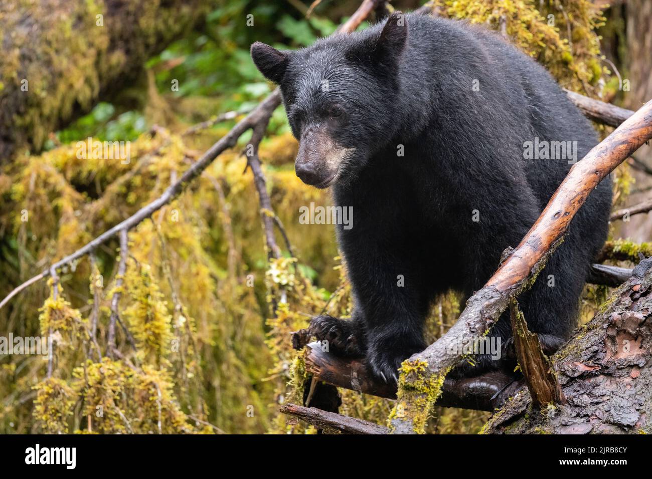 Alaska, Tongass National Forest, Anan Creek. American black bear (WILD ...