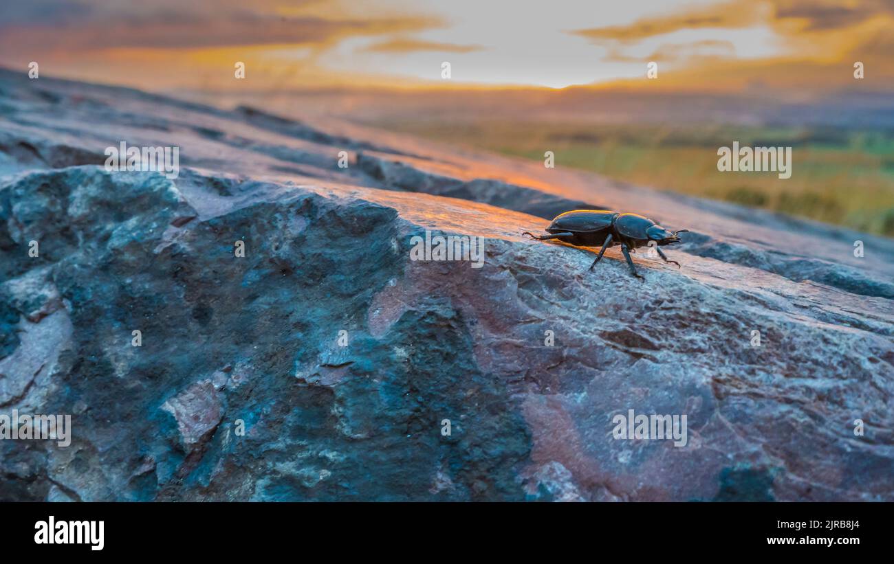 Beetle hill hi-res stock photography and images - Alamy