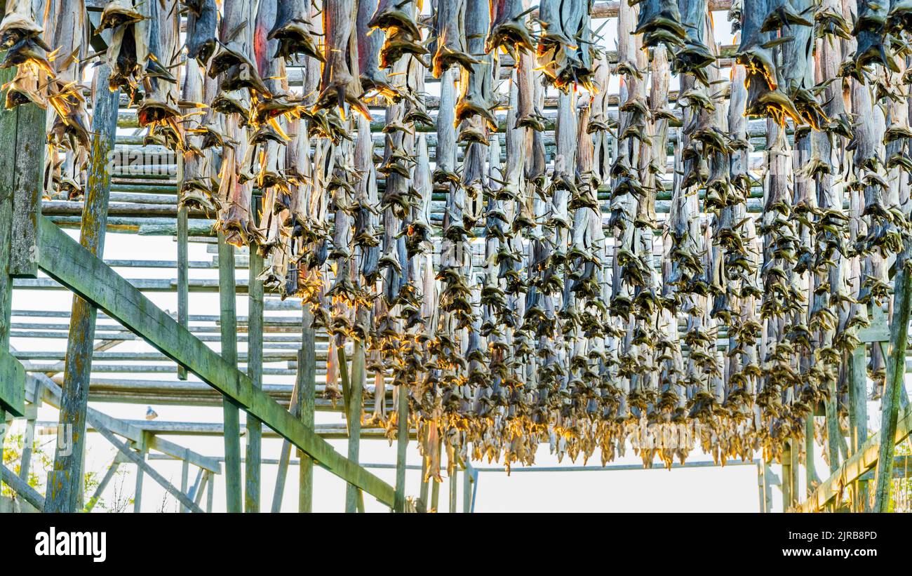 Stockfish rack hi-res stock photography and images - Alamy