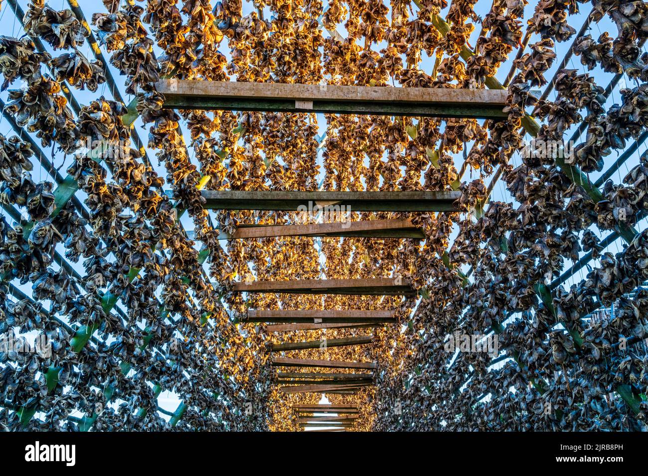 Stockfish rack hi-res stock photography and images - Alamy