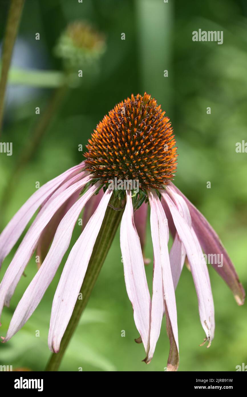 Close up look at a passing conflower blossom blooming and flowering ...