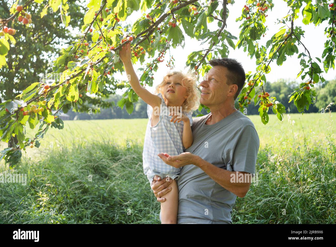 Father carrying daughter plucking cherries from tree Stock Photo - Alamy