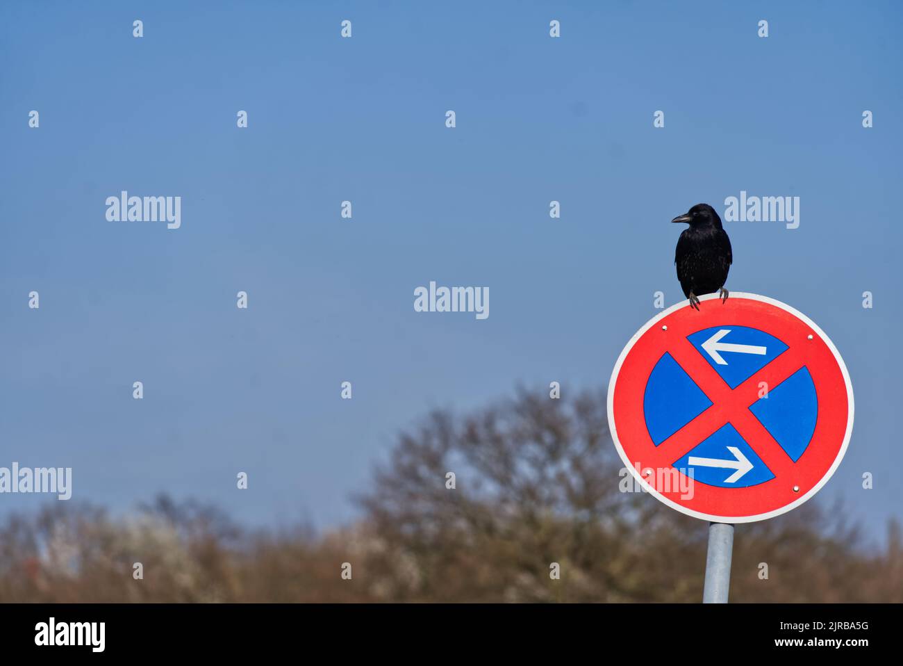 A closeup of a crow bird perched on a "No Parking" street sign Stock ...