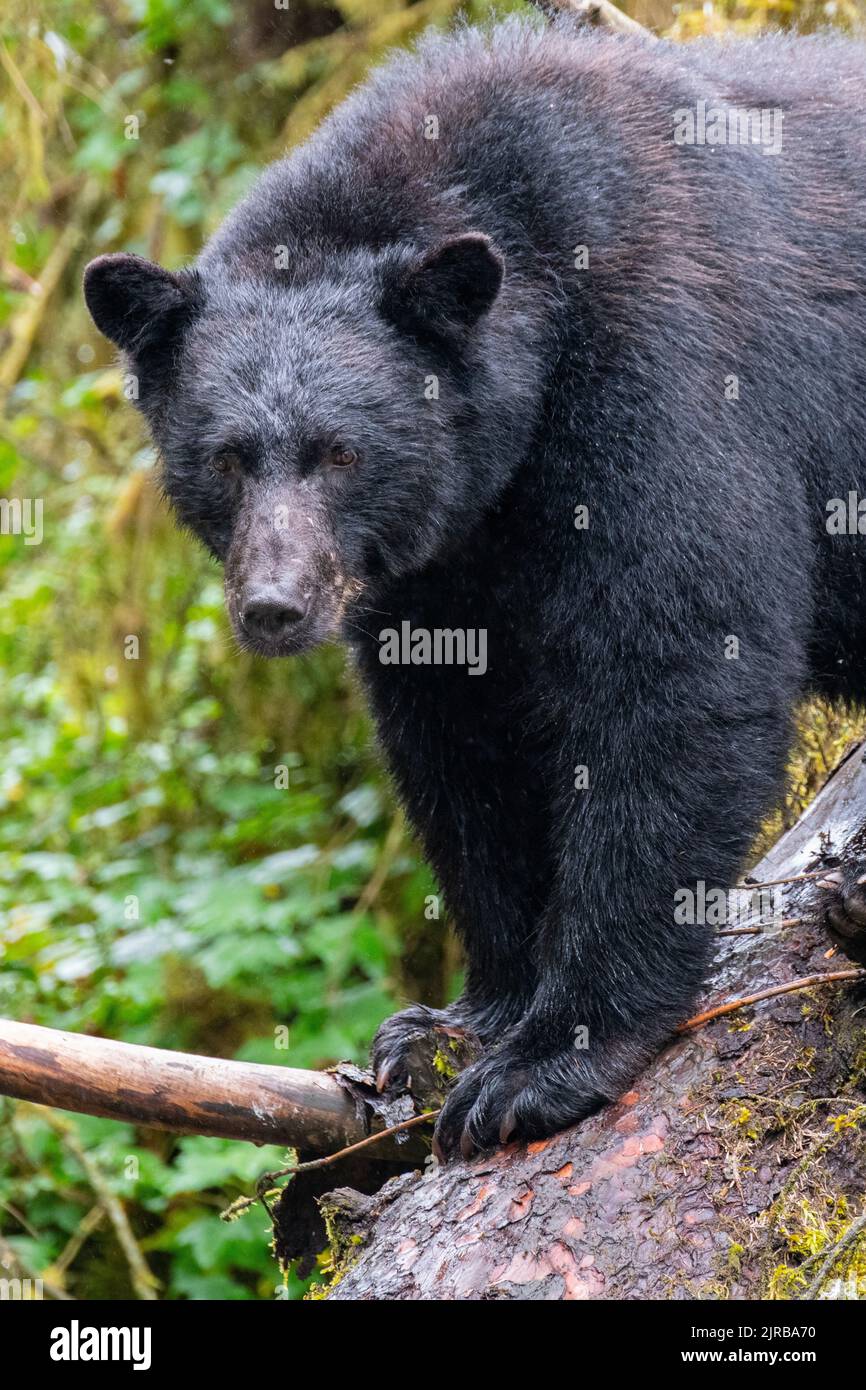 Alaska, Tongass National Forest, Anan Creek. American black bear (WILD ...