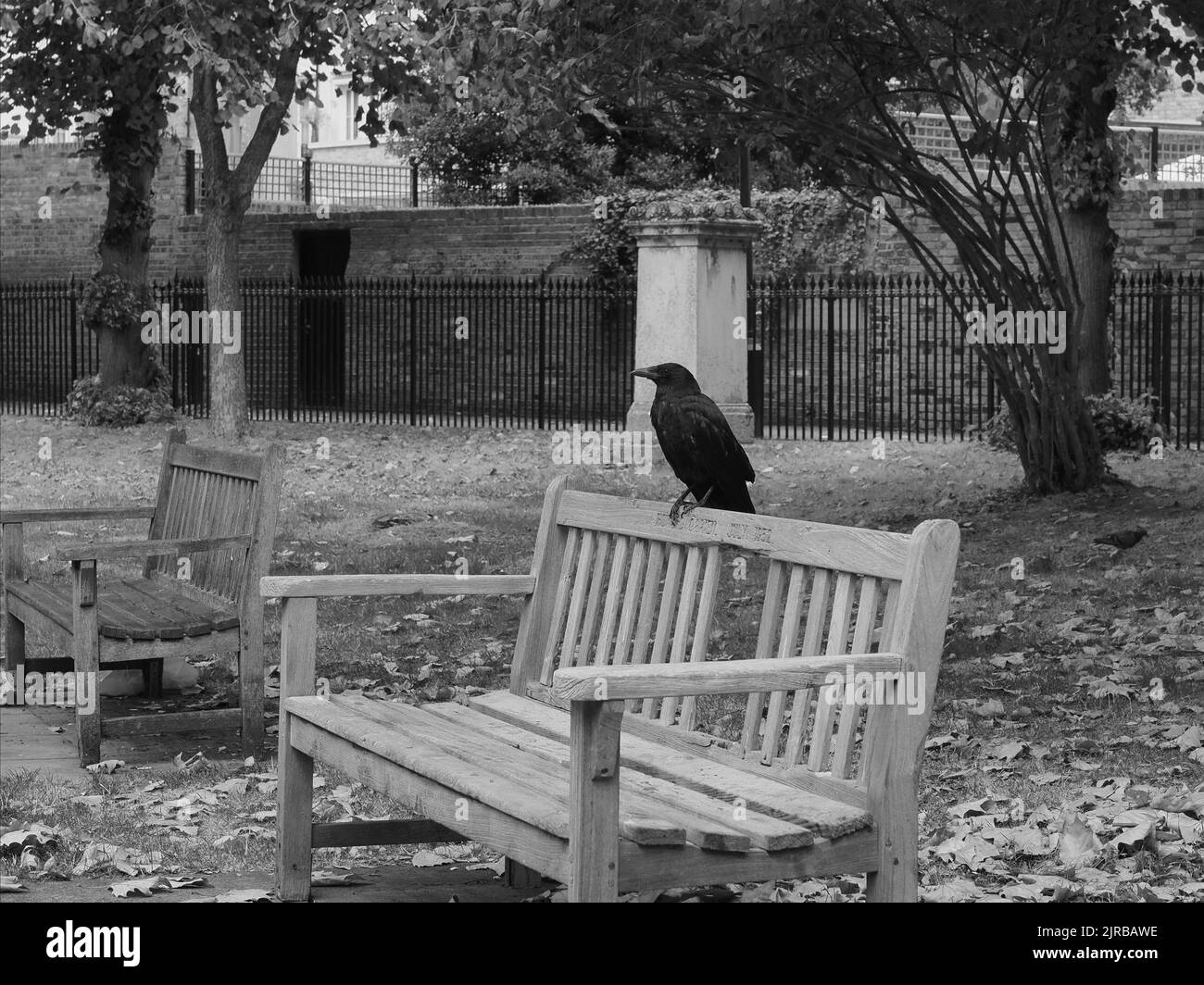 Raven perching Black and White Stock Photos & Images - Alamy