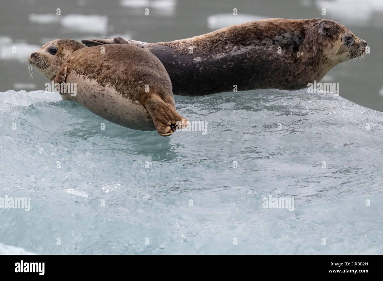 USA, Alaska, Stikine-LaConte Wilderness, LaConte Glacier. Harbor seals ...
