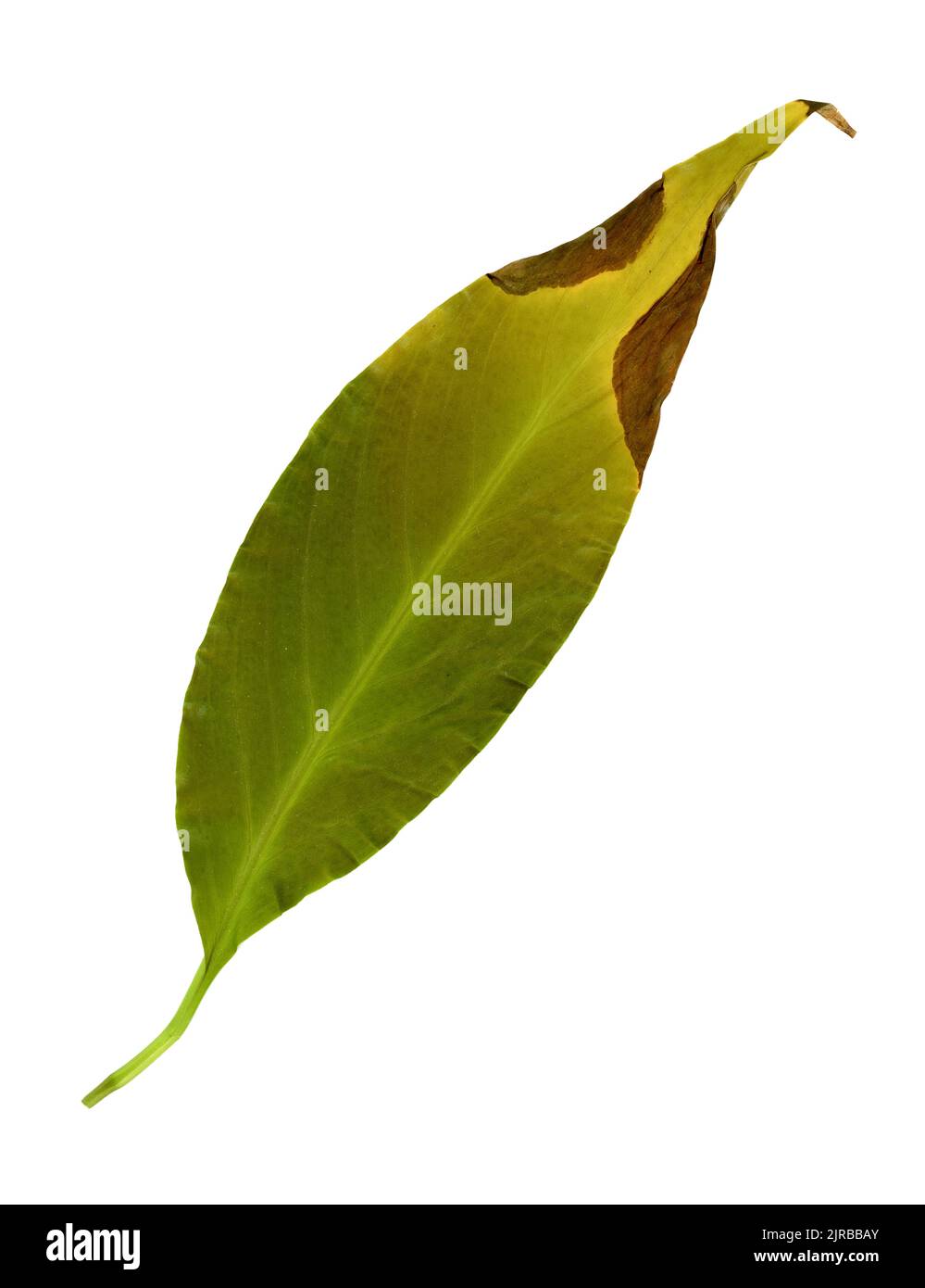 browning leaves caused by under watering, sunburn or overwatering ...