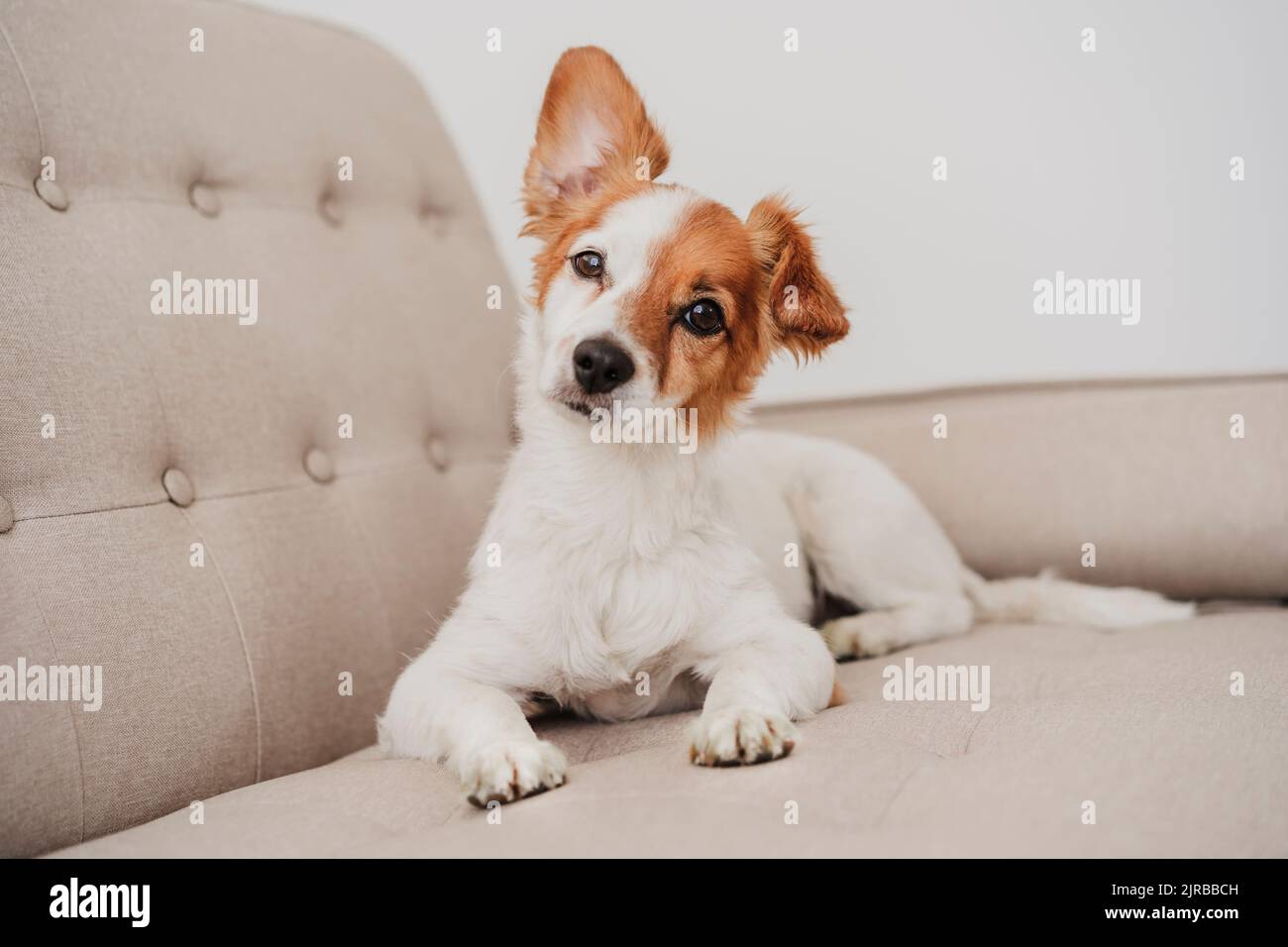 Cute dog sitting on sofa at home Stock Photo - Alamy