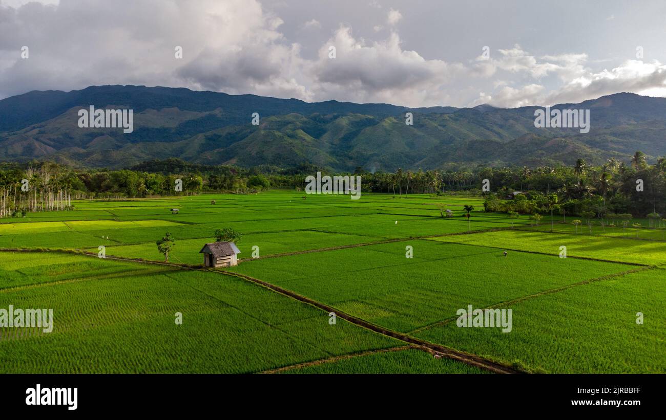 Indonesian rice fields aerial hi-res stock photography and images - Alamy