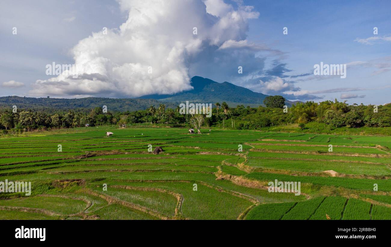 Aerial view of rice fields, Aceh, Indonesia Stock Photo - Alamy
