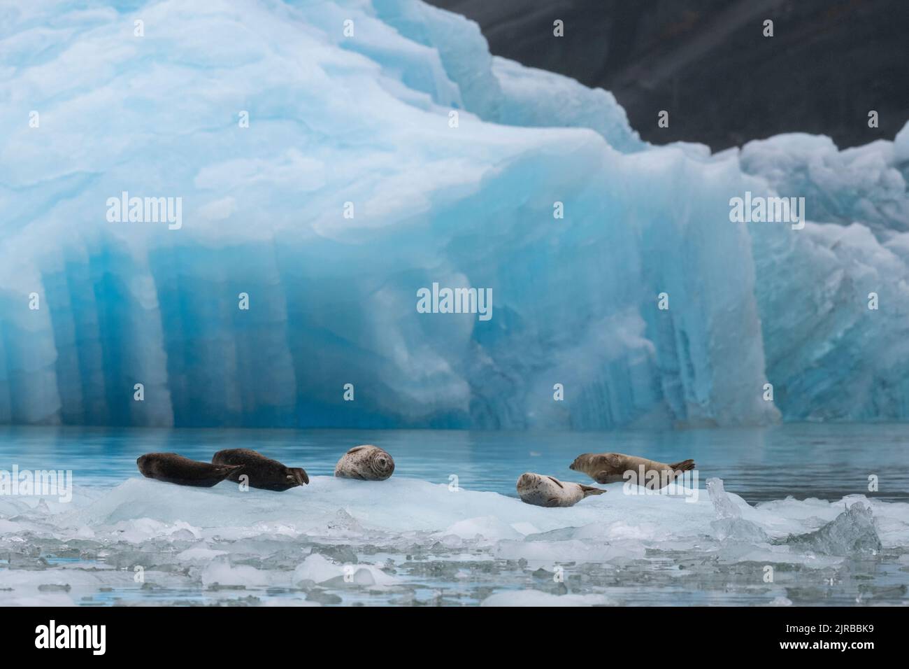 USA, Alaska, Stikine-LaConte Wilderness, LaConte Glacier. Harbor seals ...