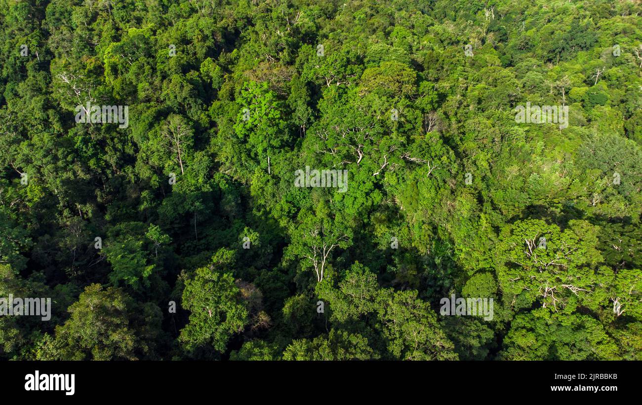 Indonesian jungle hi-res stock photography and images - Alamy